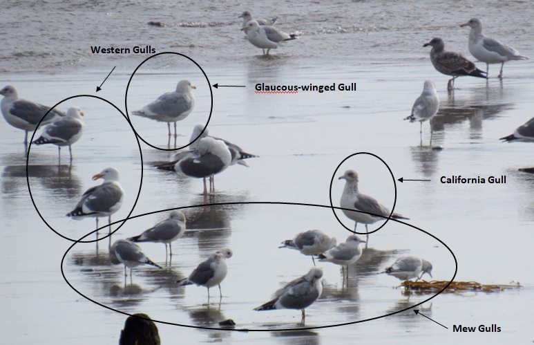 Winter Gulls: The Great I.D. Challenge
