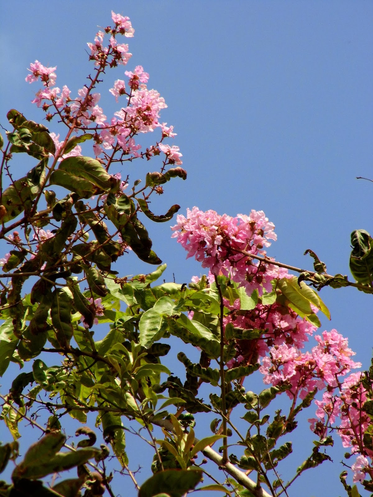 Pohon-pohon di UNIVERSITAS SUMATERA UTARA (USU)