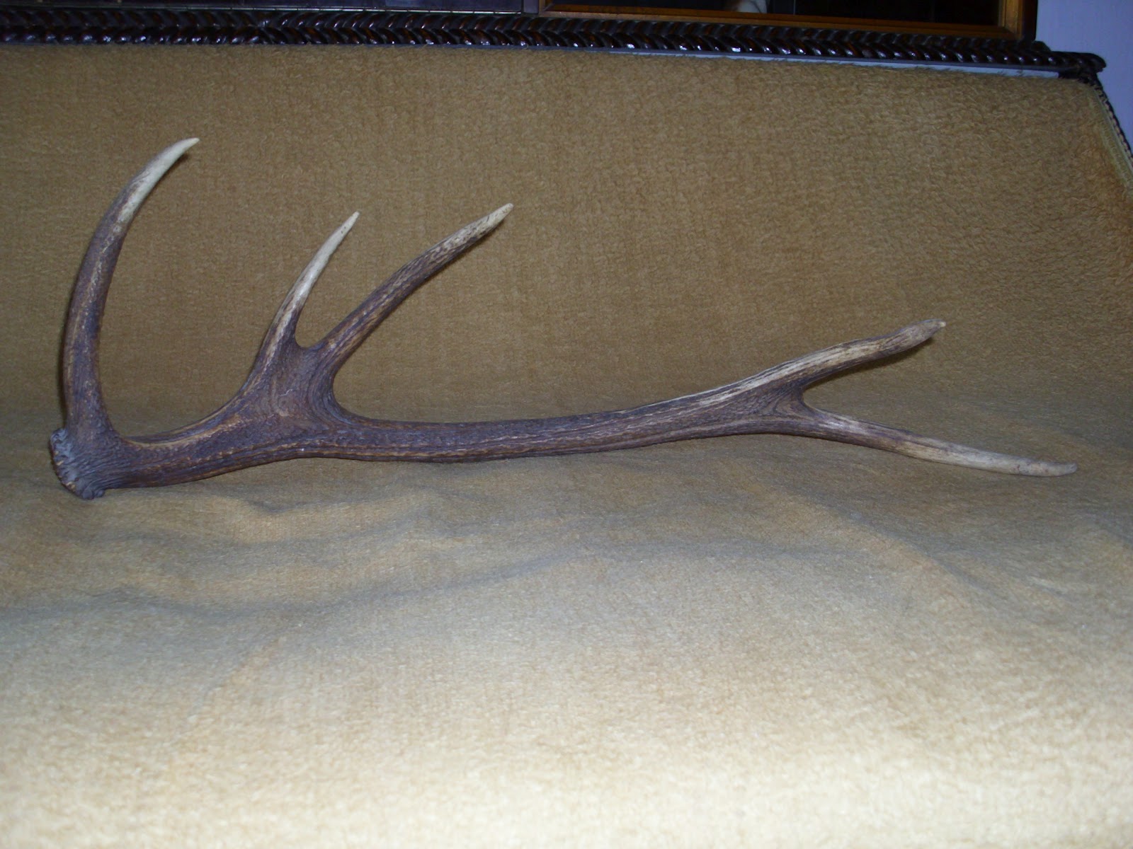 Vind corn de cerb , 5 ramuri si corn caprior 2 ramuri