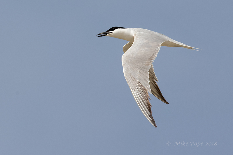 Kuwait Birding: Boubyan and Warba Island