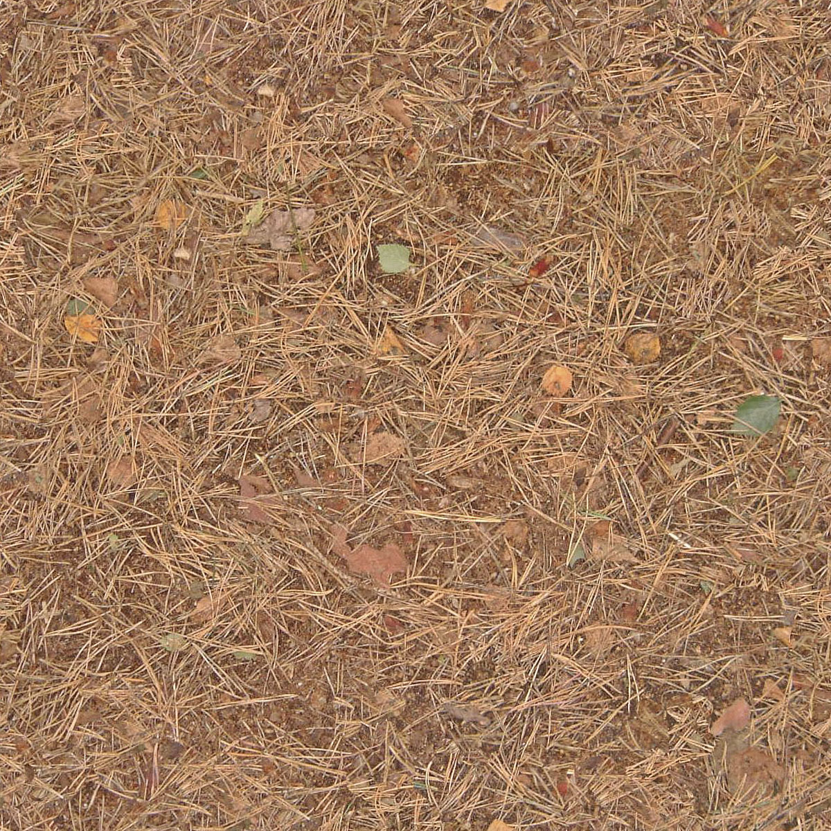 Pine Texture Seamless