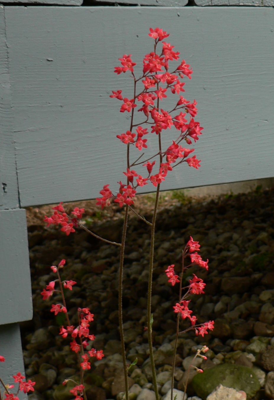 Visit My Garden: Heuchera