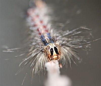 Ulat Bulu Yang Sangat Beracun