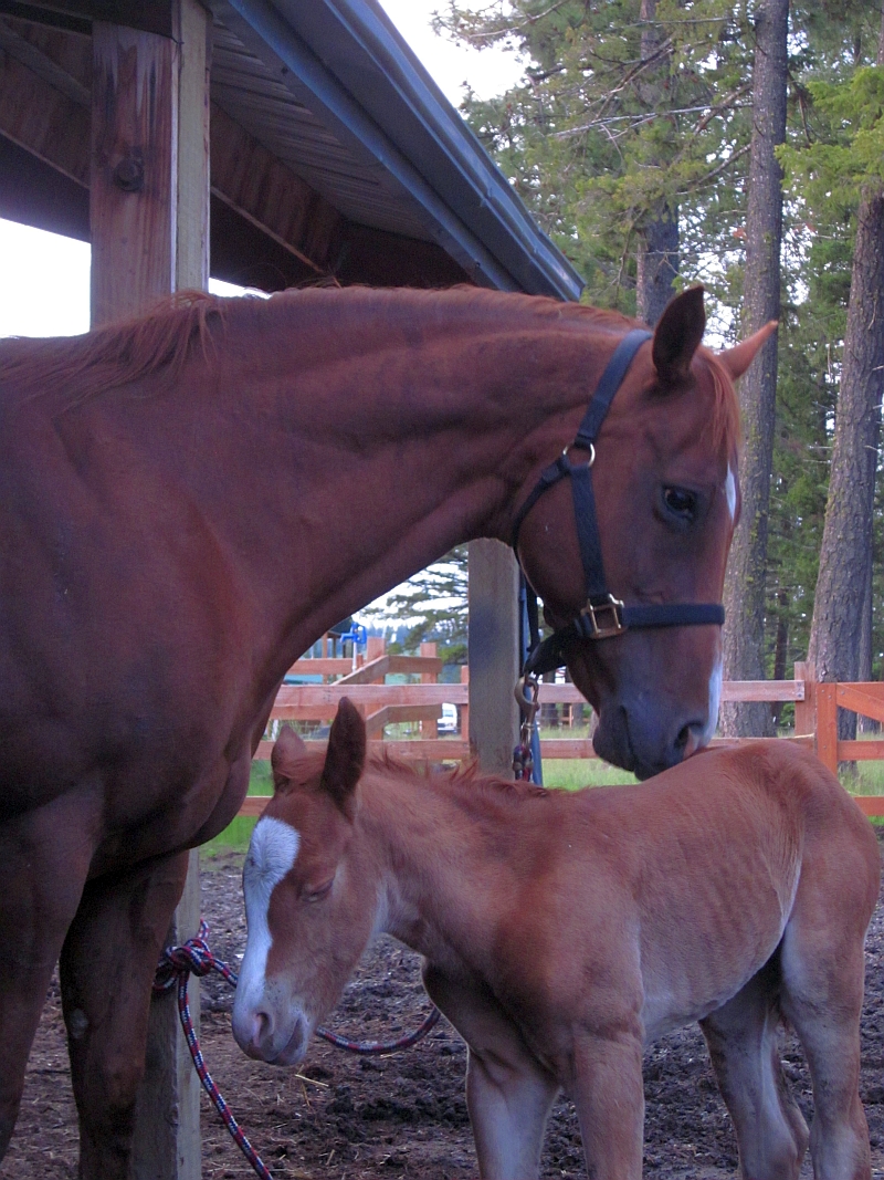 Rural Revolution: Cute colt