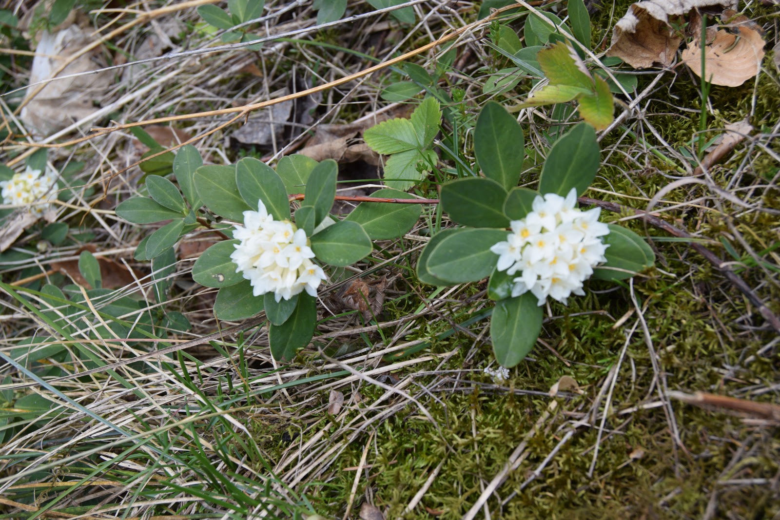 Frumusetile naturii: Iedera alba (Daphne blagayana)