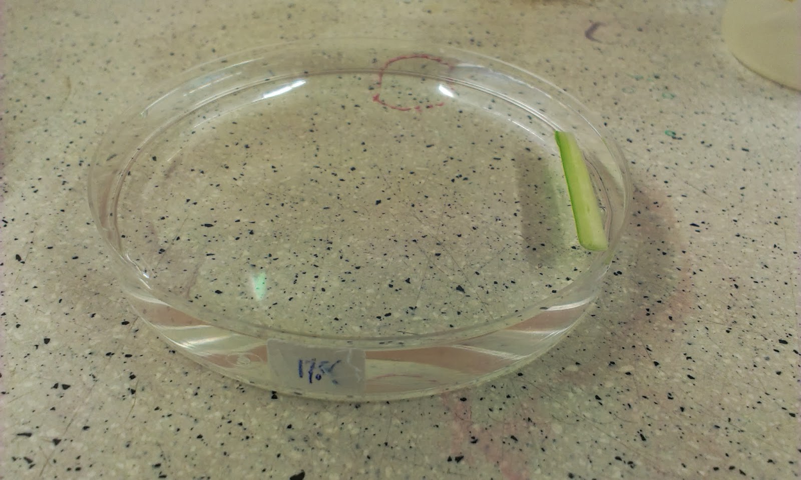 Biology E-journal: Practical lesson #2: Leek cells Lab Report
