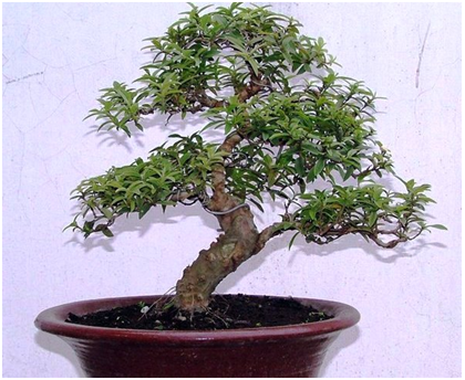 Bonsai Buah Besaran | Aneka Ragam Bentuk Bonsai