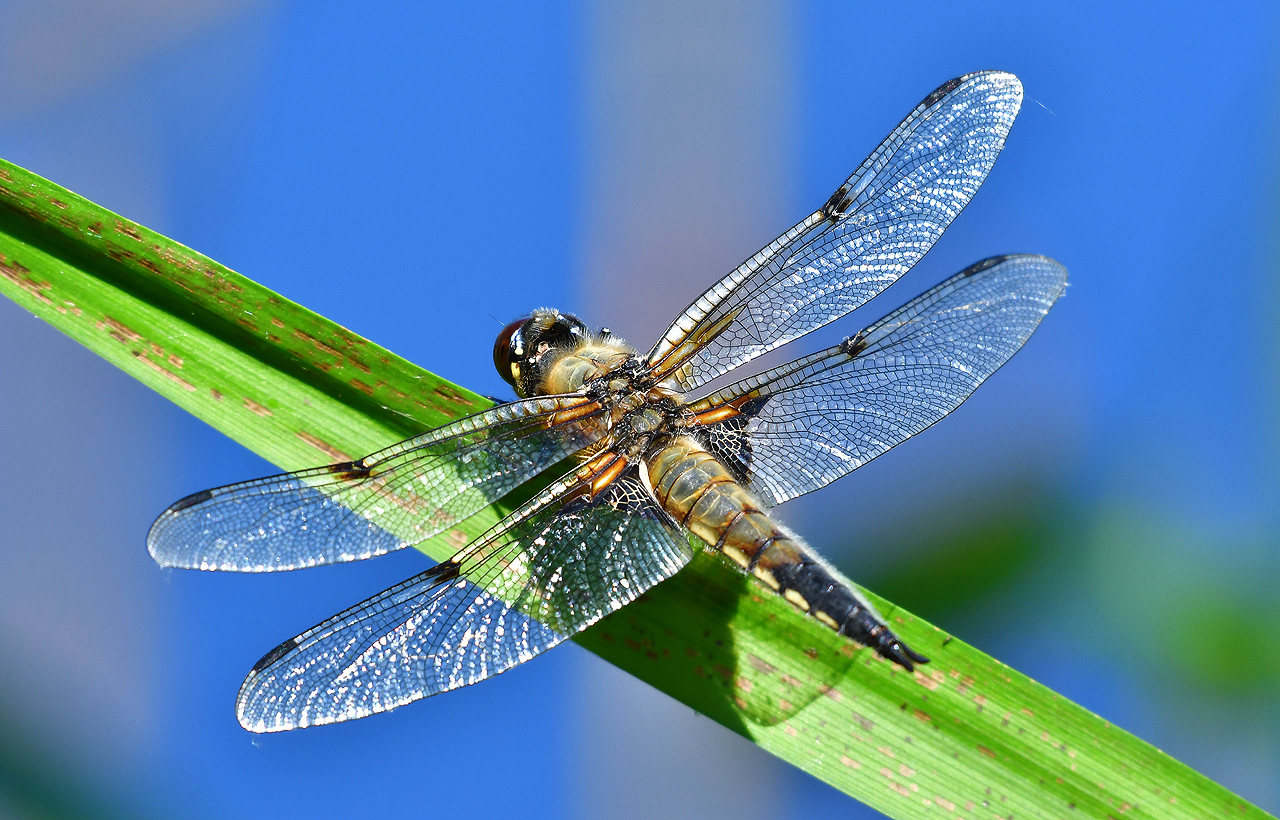 Jozef van der Heijden - Natuurfotografie: Viervlek (libel) en Gewone ...