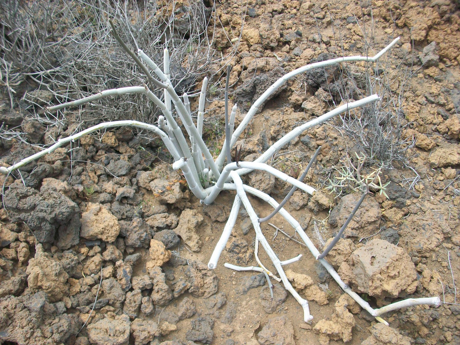 Senderismo para TI : Cardoncillo o Mataperros - Ceropegia fusca