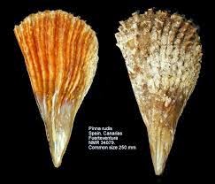 Pesca y Acuacultura: Los famosos Callos de Hacha