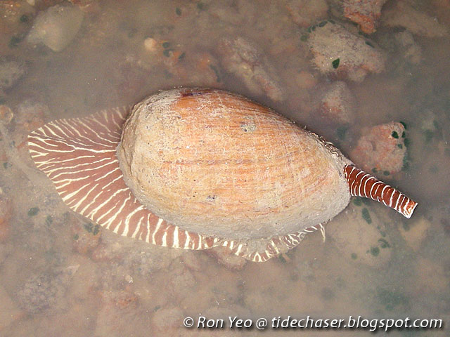 tHE tiDE cHAsER: Volutes (Phylum Mollusca: Family Volutidae) of Singapore