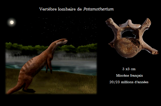 Extinct Animal of the Week: Not So Popular Otters