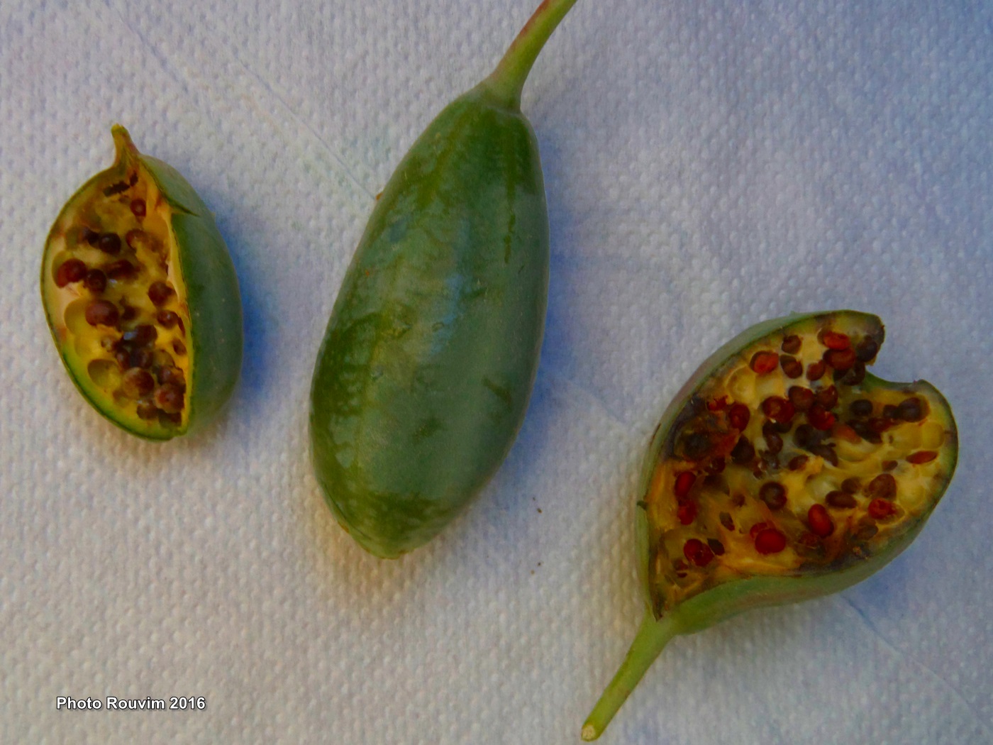 ΡΟΔΟΣυλλέκτης: Κάππαρις η ακανθώδης: Ο καρπός του βράχου!!! (Όλα για ...