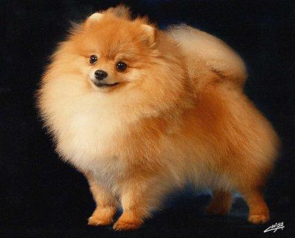 Perros pomerania - Imagui