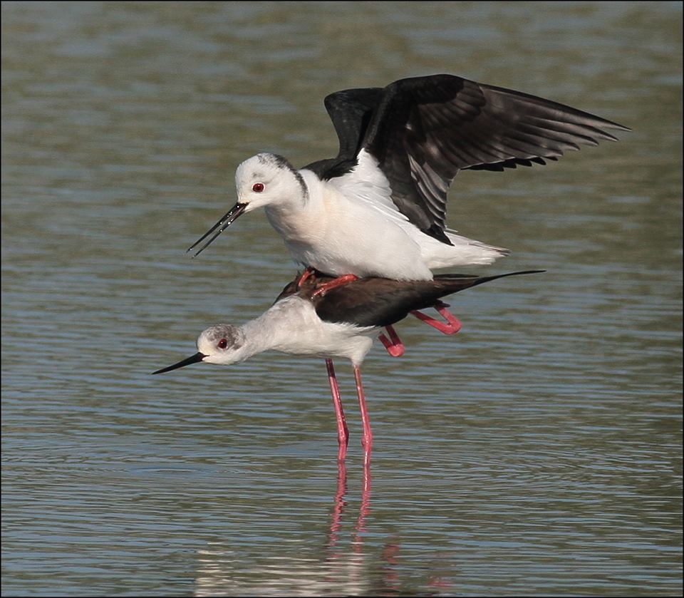 TVL: Ave da semana - Pernilongo