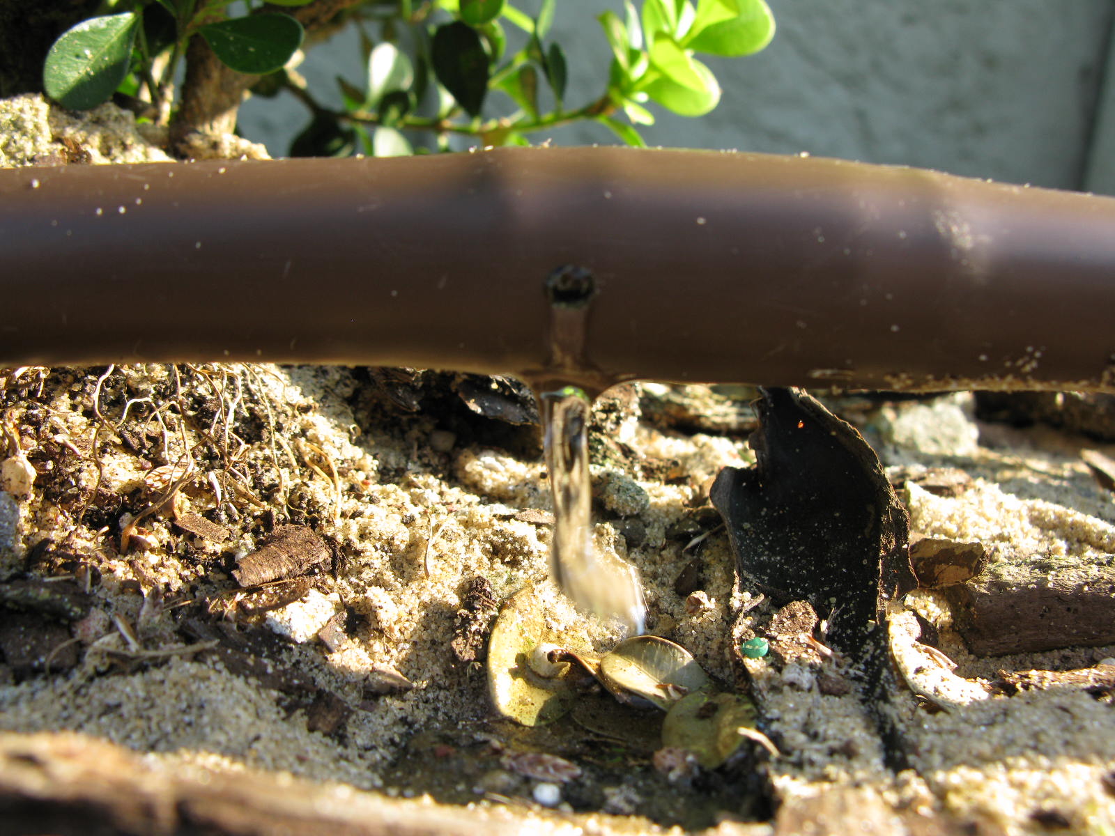 Xtremehorticulture of the Desert: Run Drip Irrigation Any Time