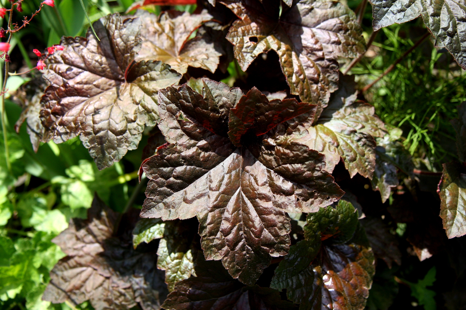 Rooted: The Chen property, Season 2