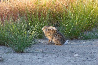 Ilorey artesanía en madera: Liebre, fotos y curiosidades (Ilorey)