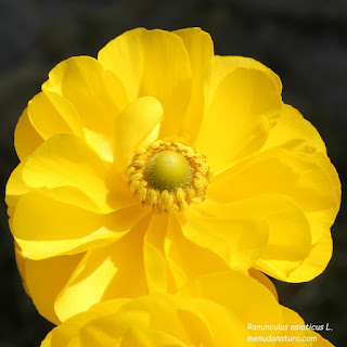El Jardí de Menuda Natura: Ranuncle asiàtic
