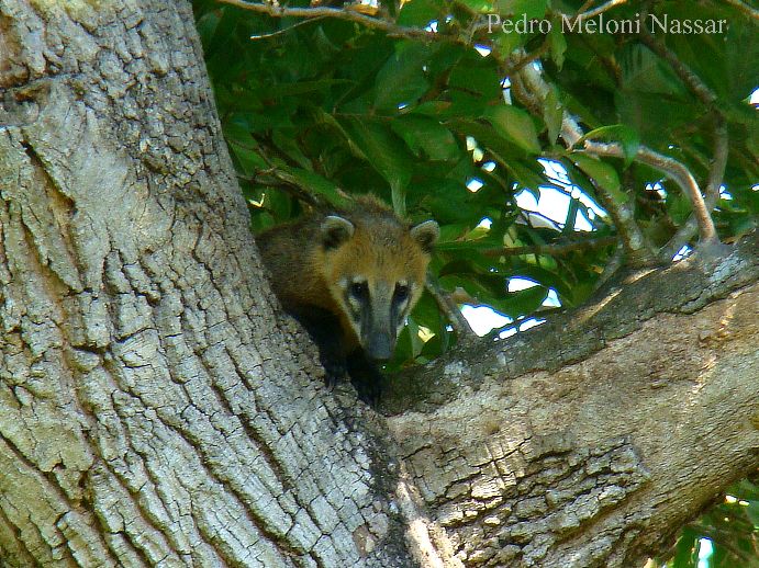 Fauna Brasileira: Quati