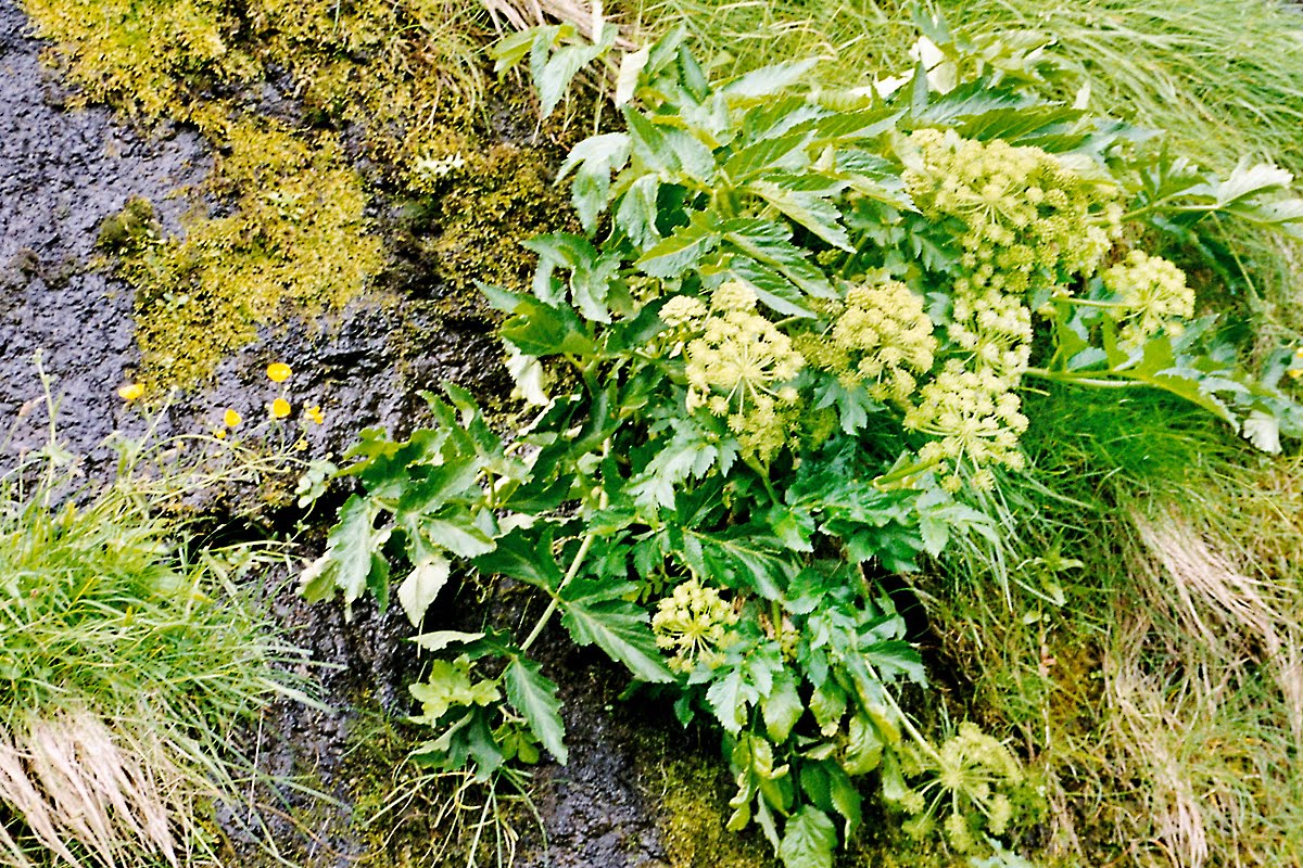 Fra Limfjordens bredder...: Kvan