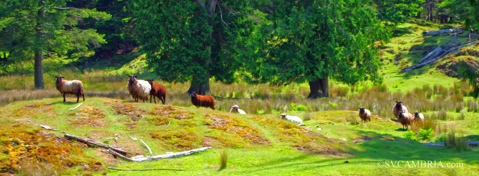 S.V. CAMBRIA: Jedediah Island - The Gem of the Strait of Georgia