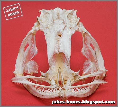 The monkfish skull and my new fish skull : Jake's Bones