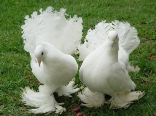 Gambar Burung Merpati Kipas (Merpati Hias) | Gambar Foto Burung Merpati