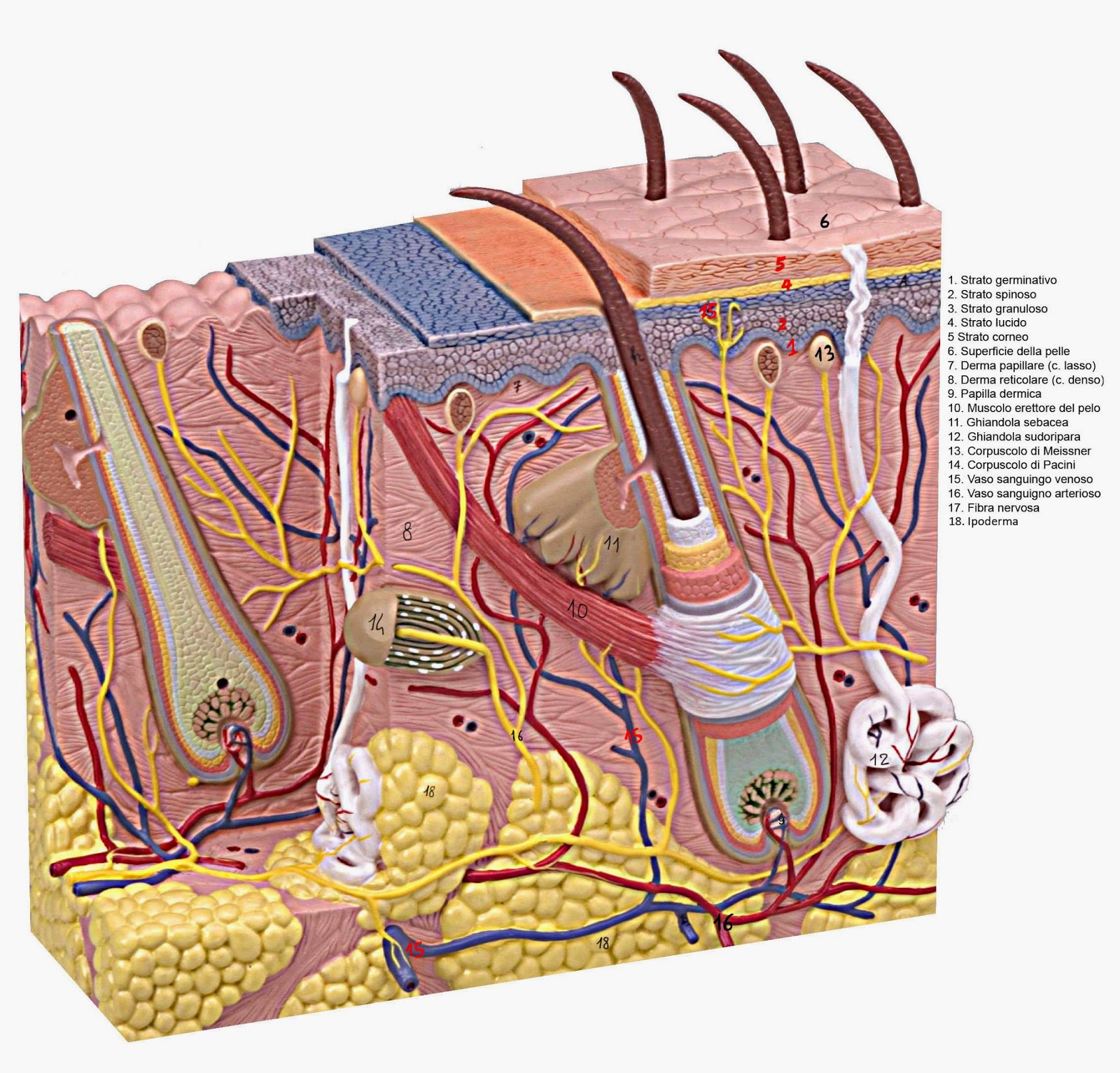 Cosmesi Naturale, Spignatto & Co.: Idratazione cutanea e struttura ...