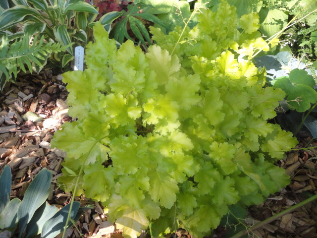 PPP Hostahave: Heuchera Lime Rickey Alunrod