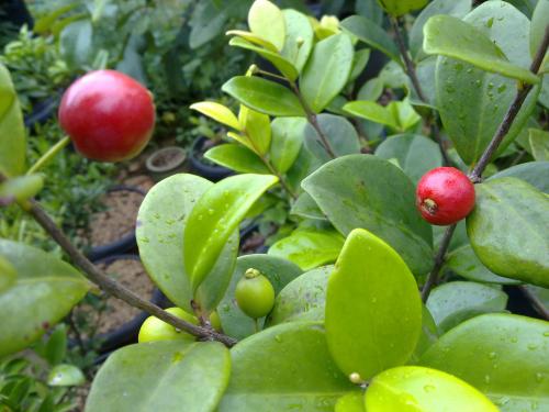 Fruit Warehouse: Limeberry ( Limonia trifolia )