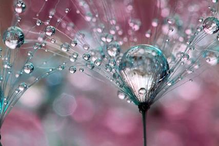 The passion of colors: beautiful photos with raindrops
