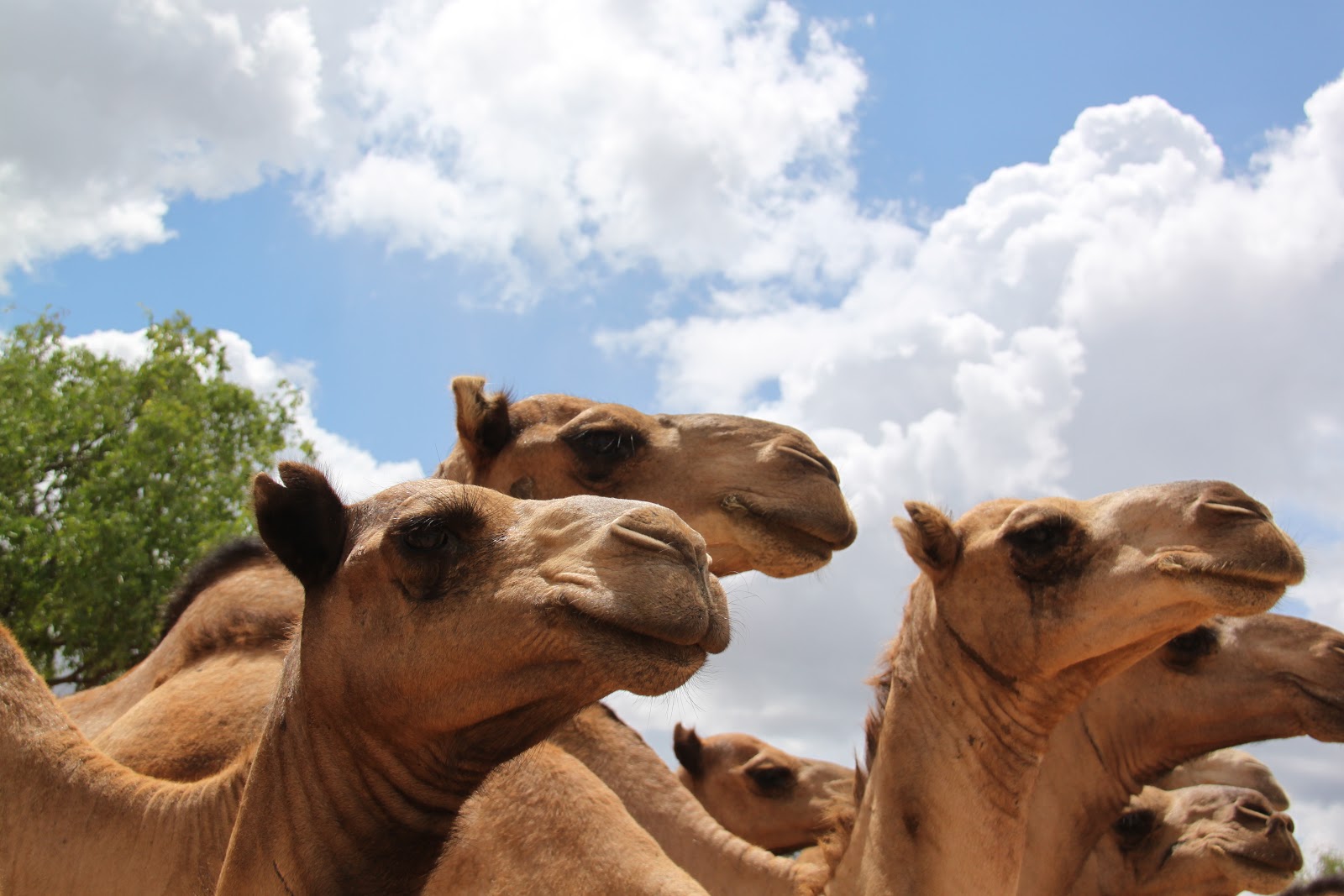 Comprar un camello The South Face