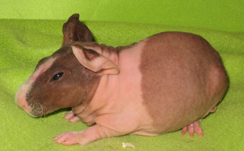 mundo roedores: Razas de cobayas