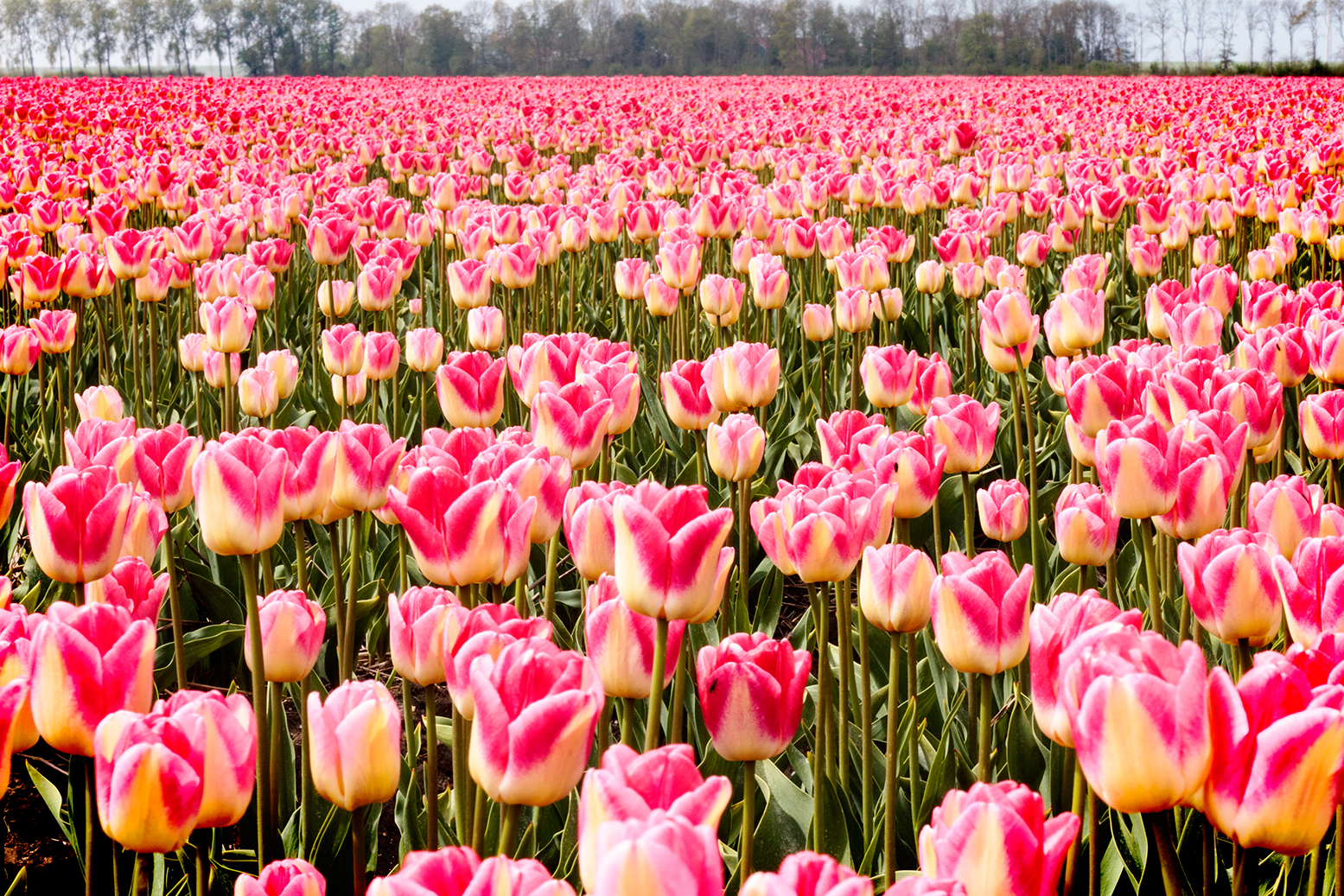 WEEKEND VIBES | TULIP FESTIVAL | Wit Konijn