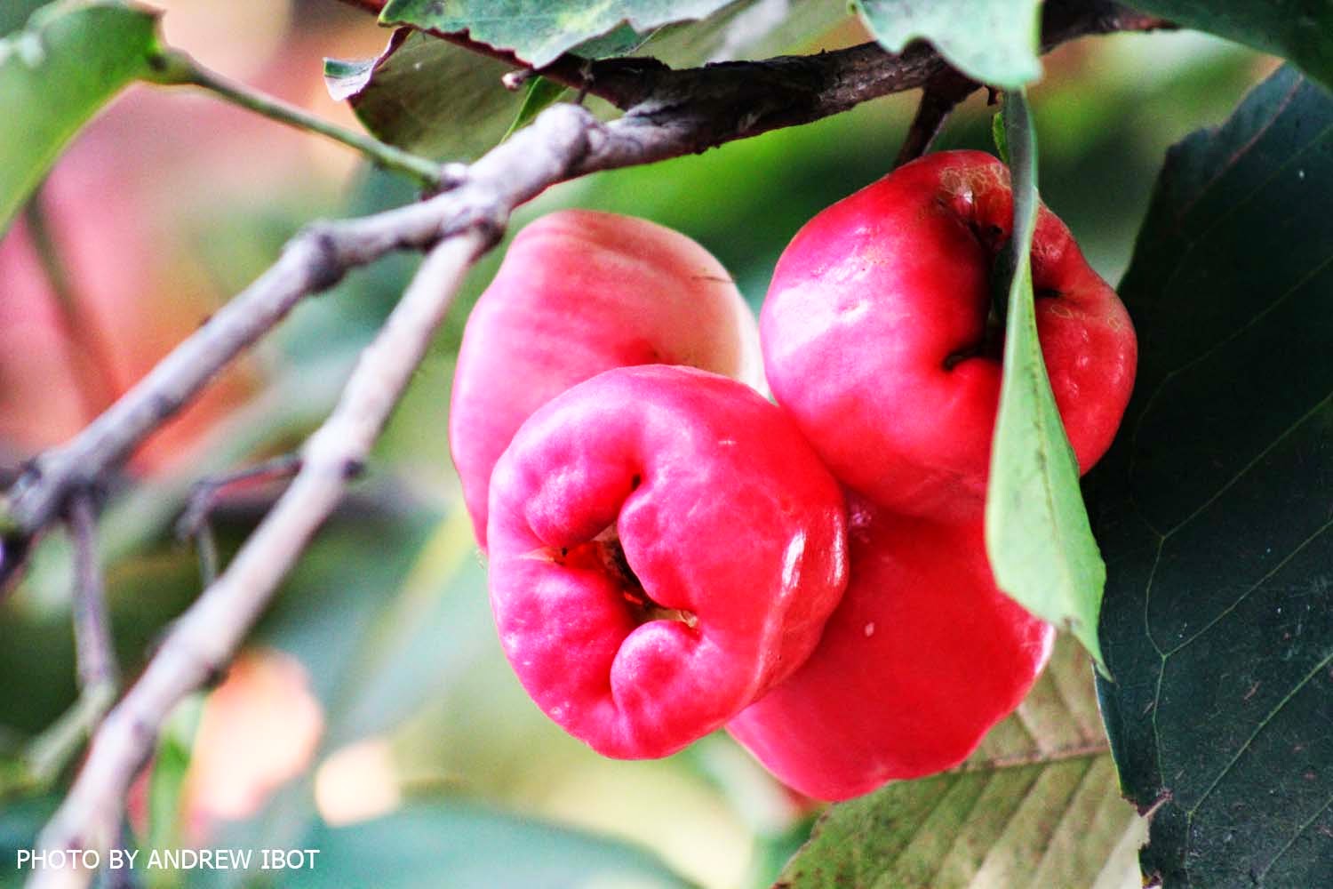 Ako si ANDREW IBOT!: Makopa