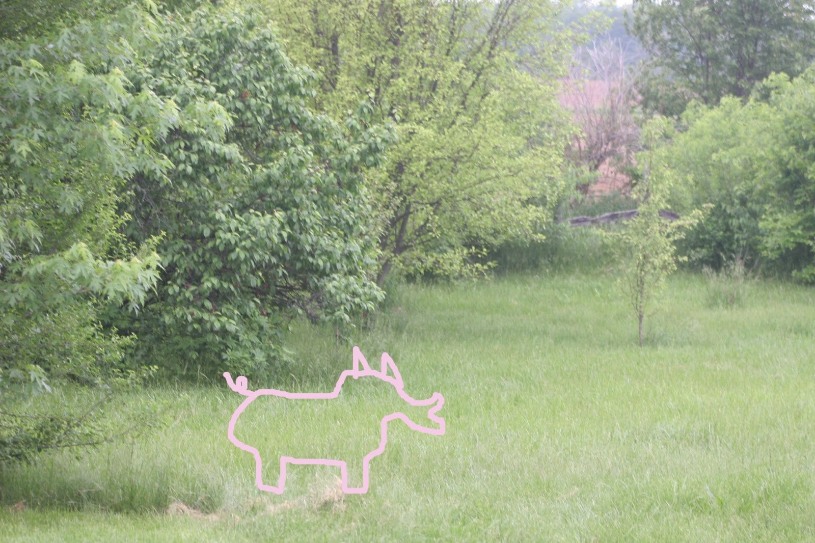 A Fly on Our (Chicken Coop) Wall: Interviews With the Pig Wranglers