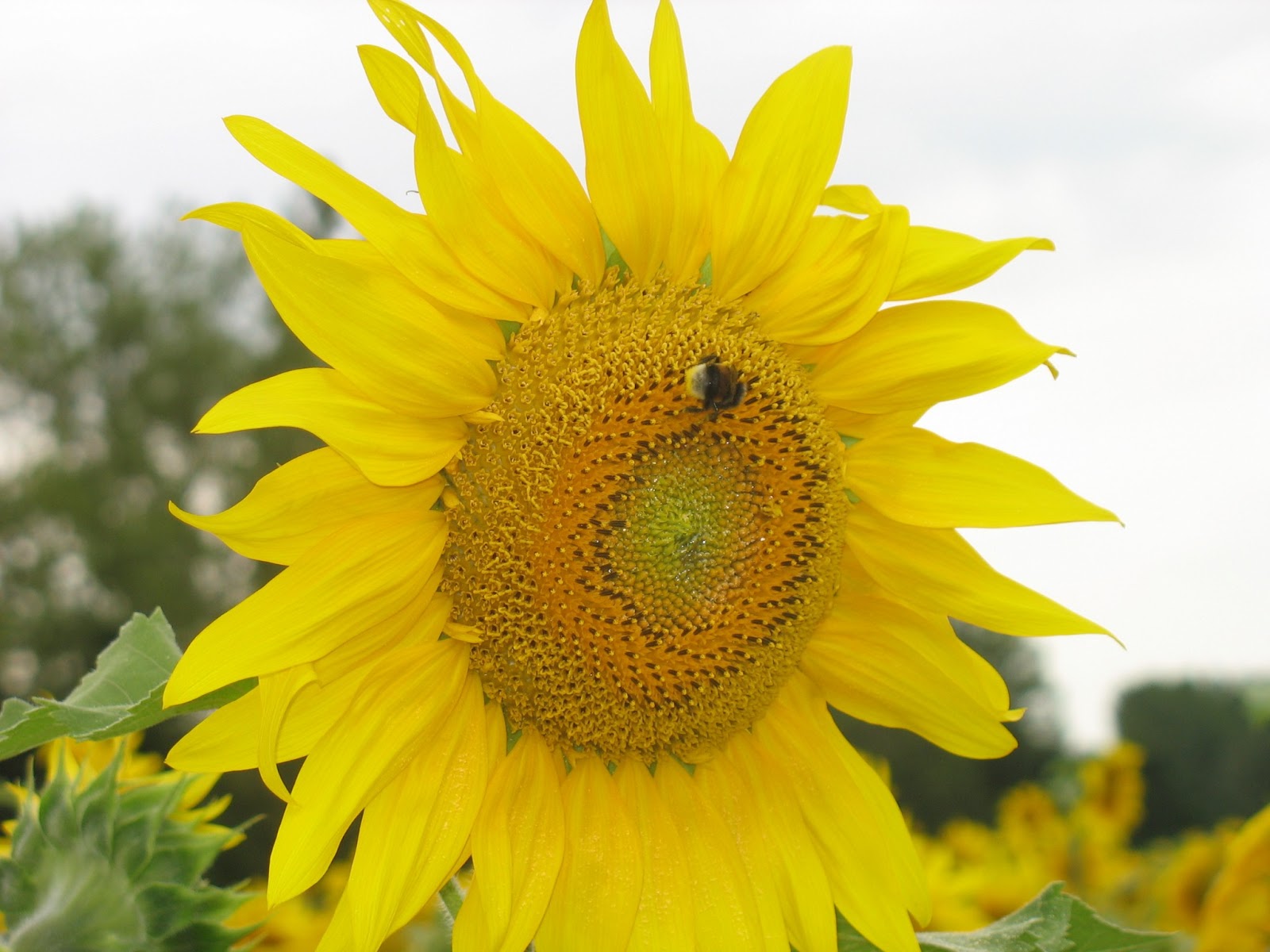 One Foot in France: April 2013