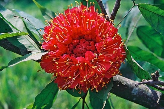 Q' Planta é Essa?: Rosa-da-Mata ou Rosa-da-Montanha