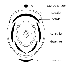 Diagramme florale SVT Términale | Bio faculté