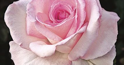Paap's: Pink Promise, Hybrid Tea Rose
