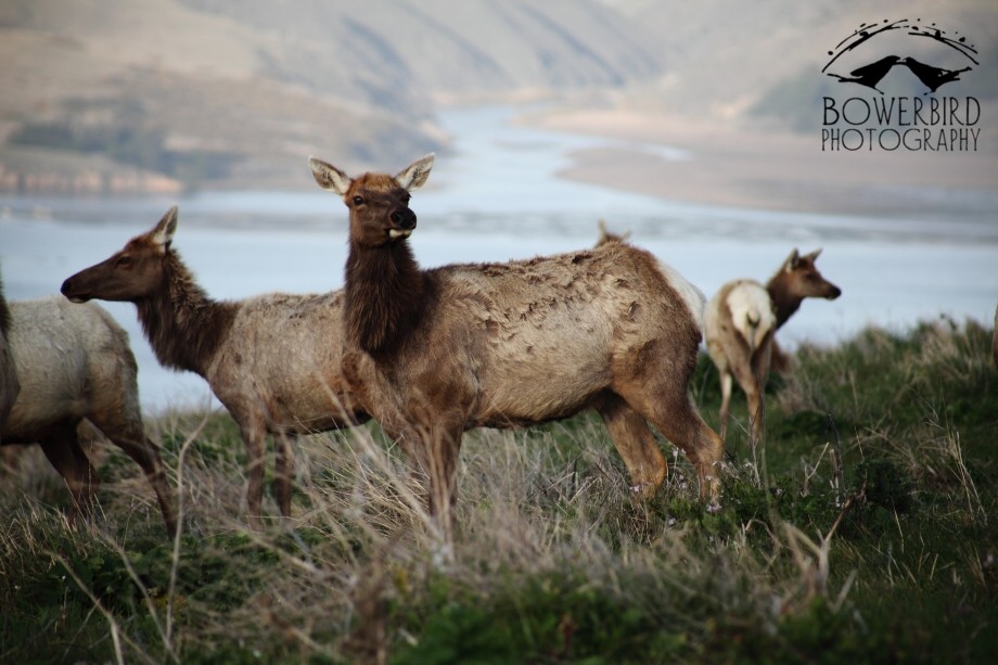 Bowerbird Photography: Tule Elk at Point Reyes + a Birthday Hike