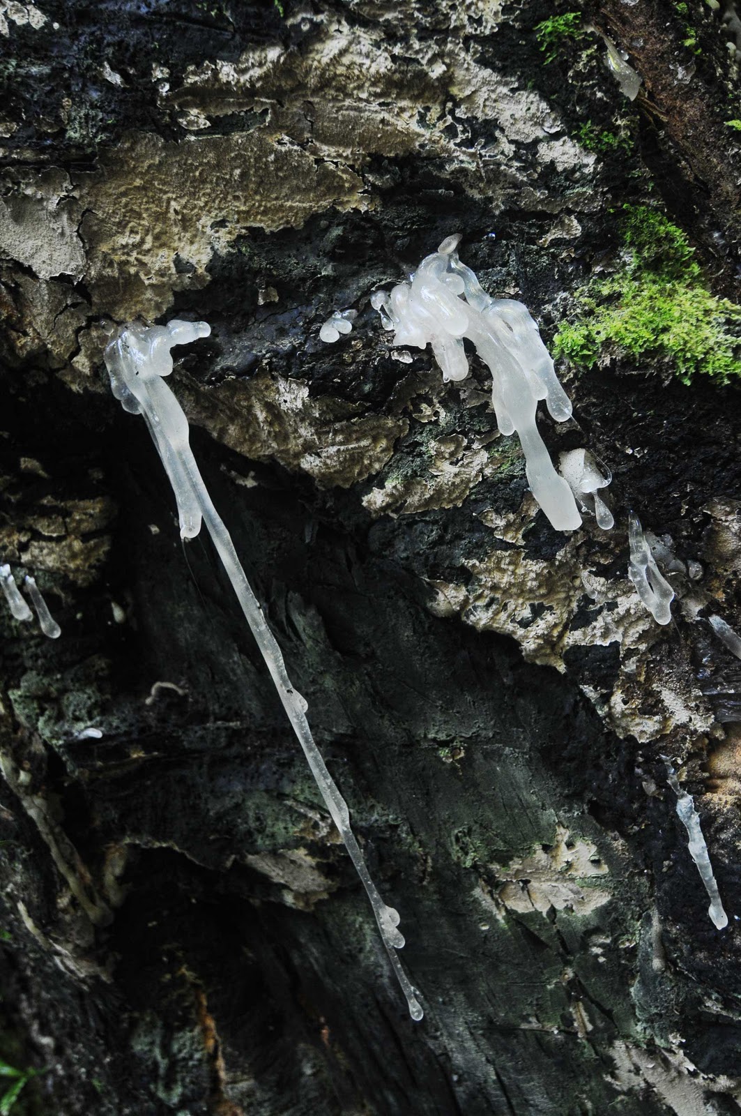 indonesian backpackers: Getah Damar Gantinya Parafin