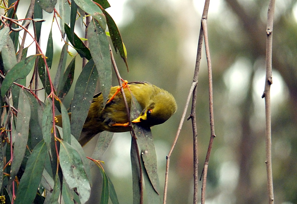 Friends of Drouin's Trees: Bellbirds, Lerp and Dieback
