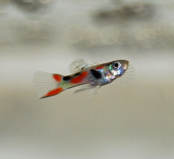 Nasze Gupiki: Rodzaje gupików