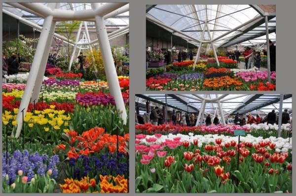 Kuweight 64: TULIP FESTIVAL 2012 KEUKENHOF GARDENS IN NETHERLANDS