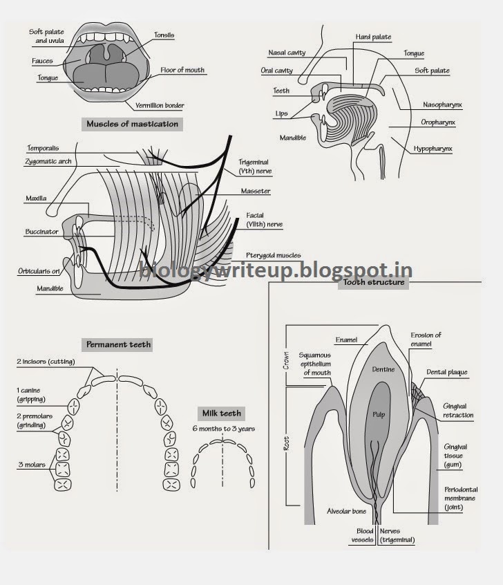 BIOLOGY WRITE-UP - BIOLOGY ARTICLES: MOUTH & TEETH OF HUMAN DIGESTIVE ...