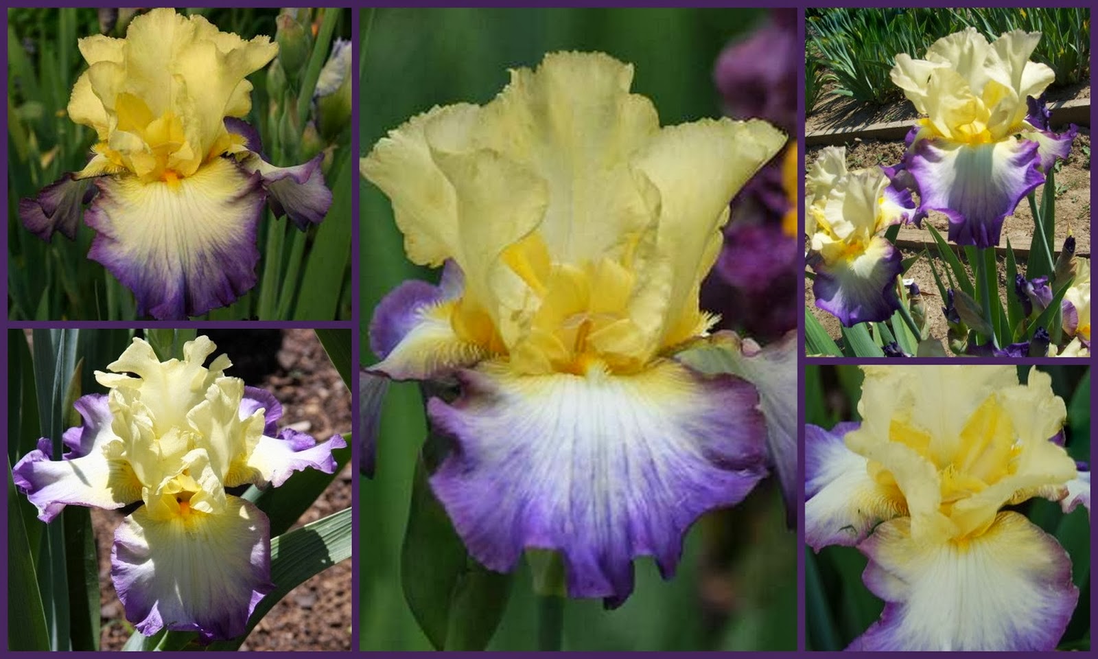 TALL BEARDED IRIS BLOOMS - Sowing the Seeds