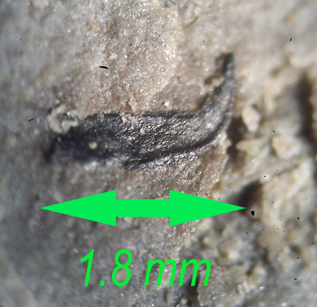 Louisville Fossils and Beyond: Silurian Scolecodont