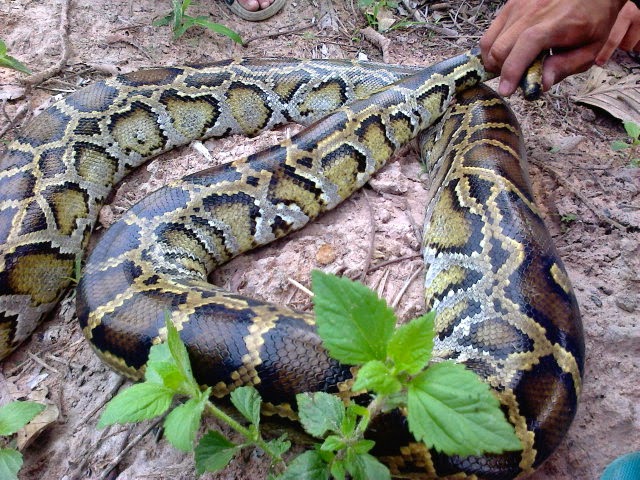 DECOUVERTE DE L'ISSAN REGION NORD-EST DE LA THAILANDE: Python réticulé